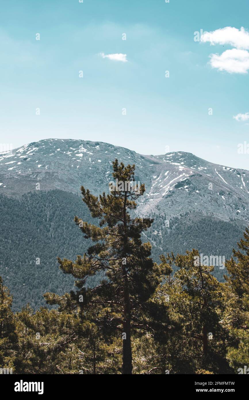 vertical photograph of a tall tree with mountains in the background ...