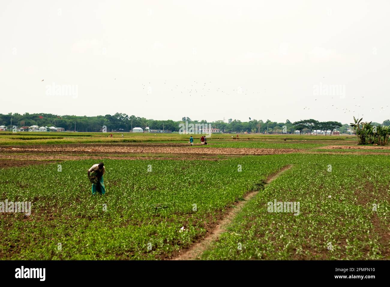 Very beautiful jute field in Bangladesh Stock Photo - Alamy