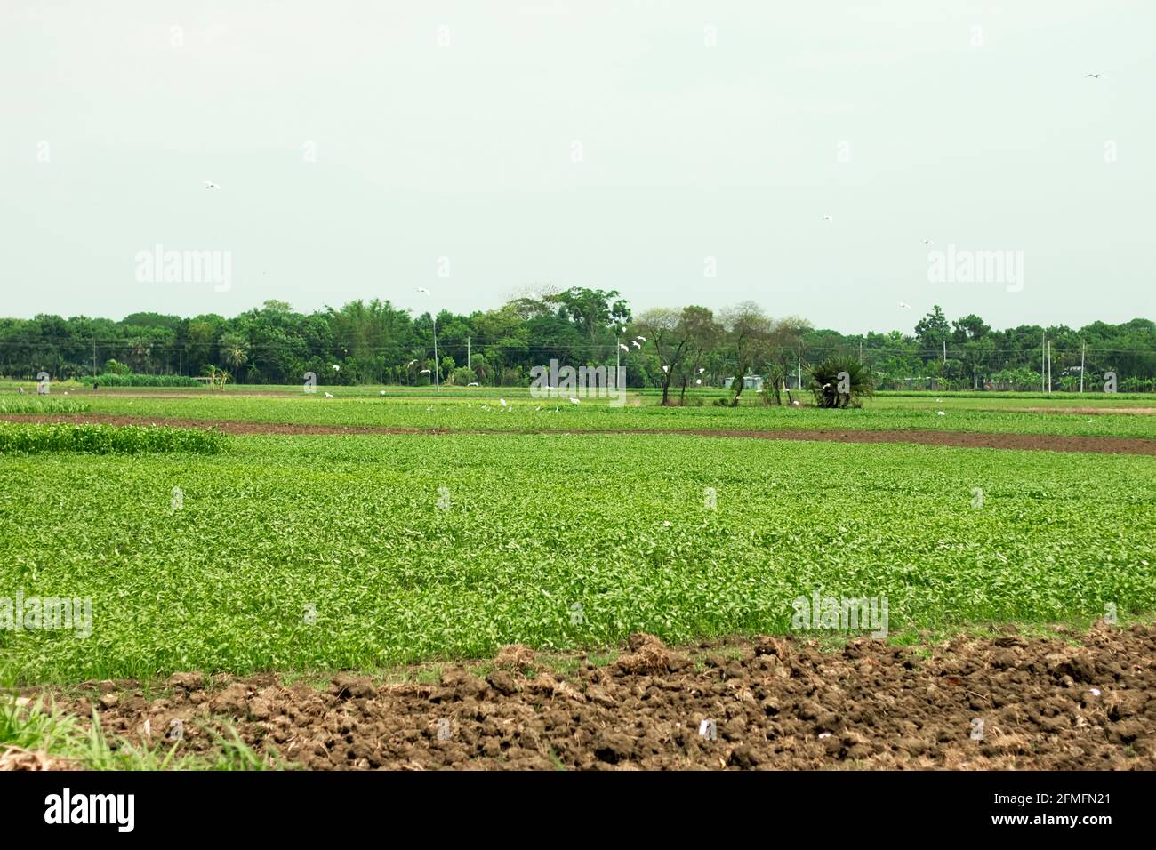Very beautiful jute field in Bangladesh Stock Photo - Alamy