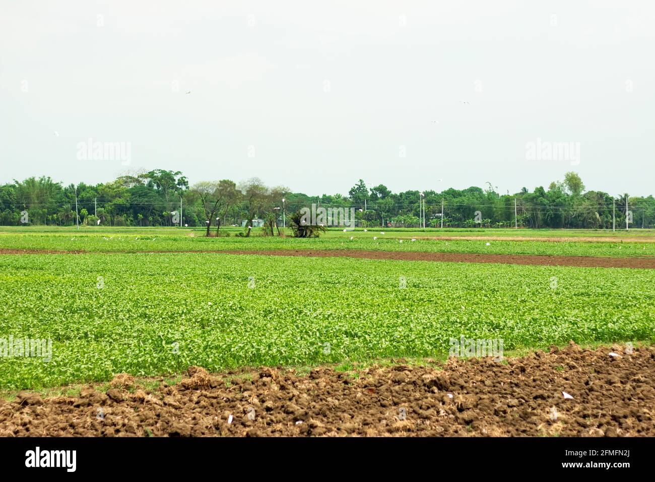 Jute production in bangladesh hi-res stock photography and images - Alamy