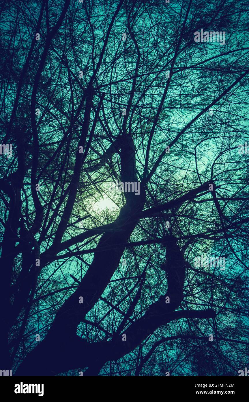 View of moon through tree branches hi-res stock photography and images ...