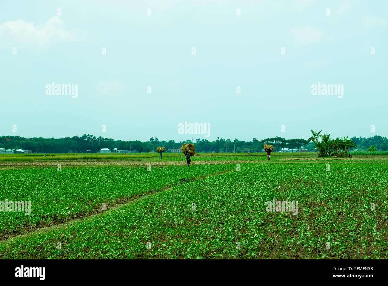 Jute Production In Bangladesh High Resolution Stock Photography and Images - Alamy