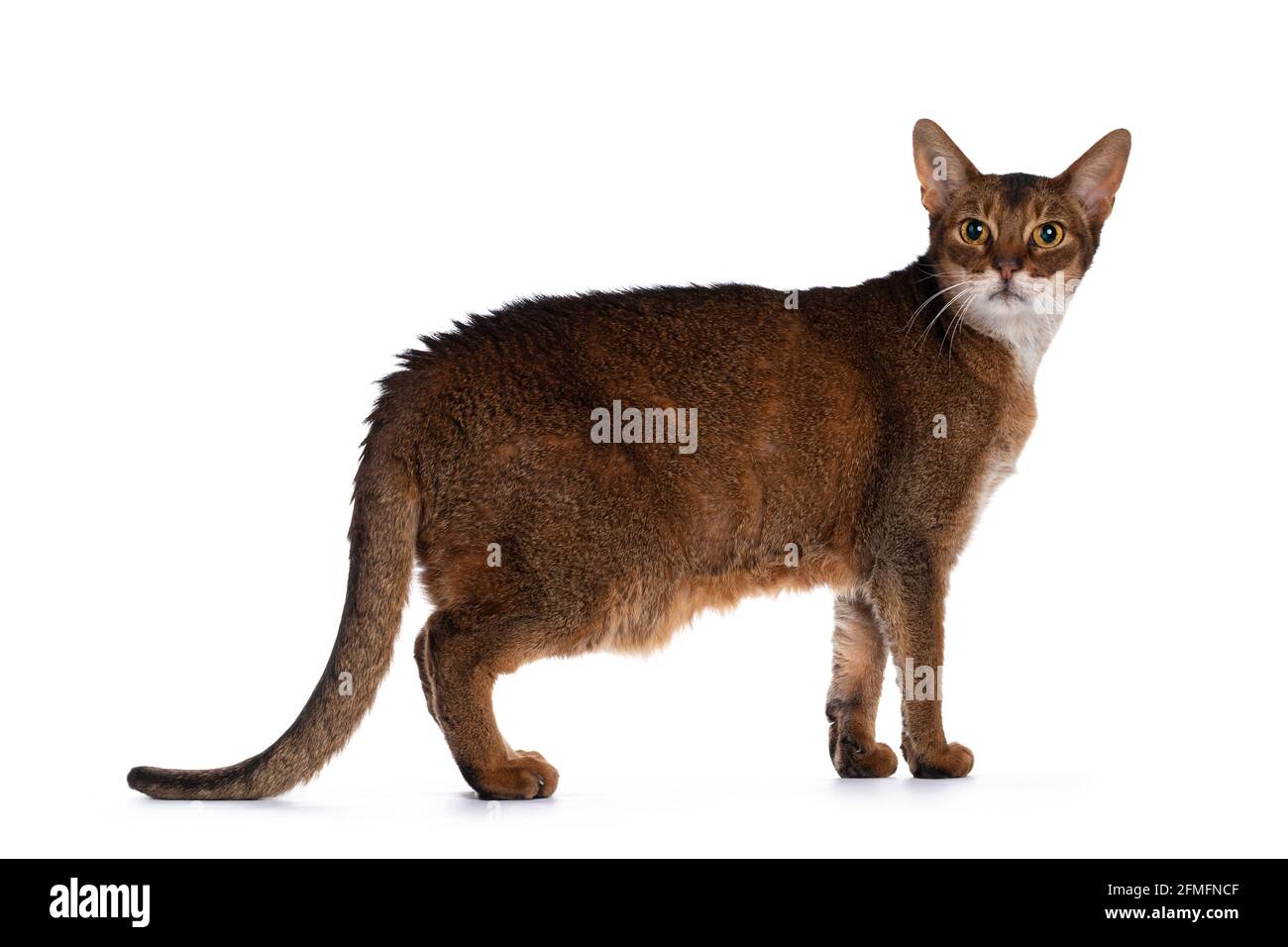 Full length studio shot of senior abyssinian cat, standing side ways ...