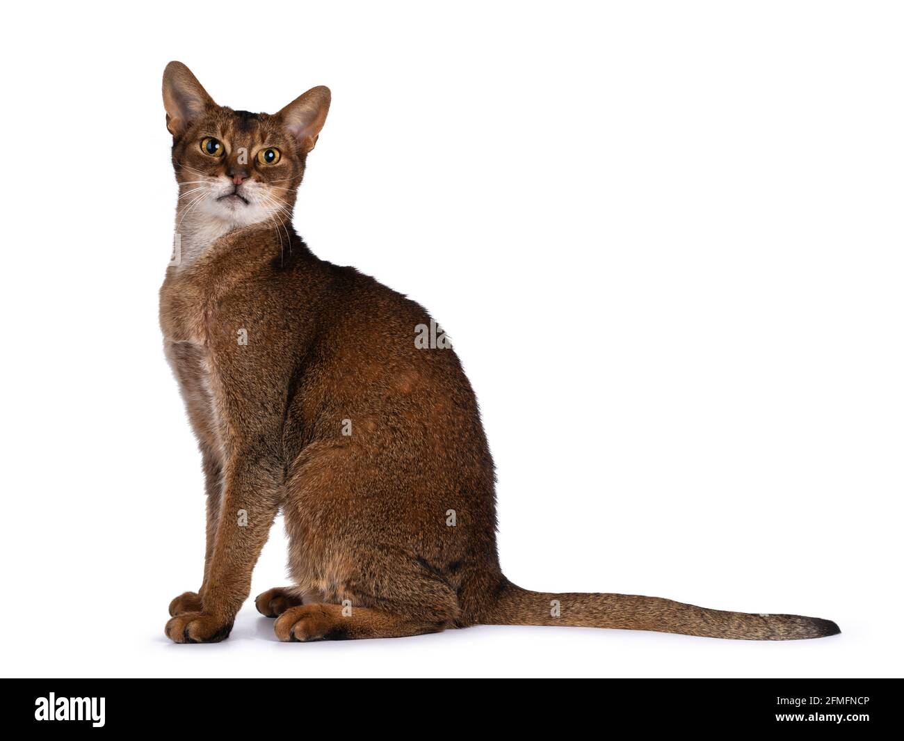 Abyssinian cat sitting hi-res stock photography and images - Alamy