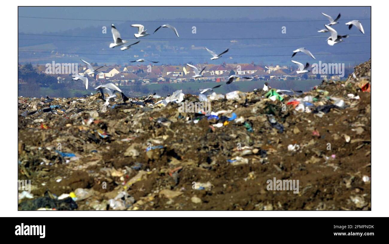 Cory waste Cut Out Stock Images & Pictures - Alamy