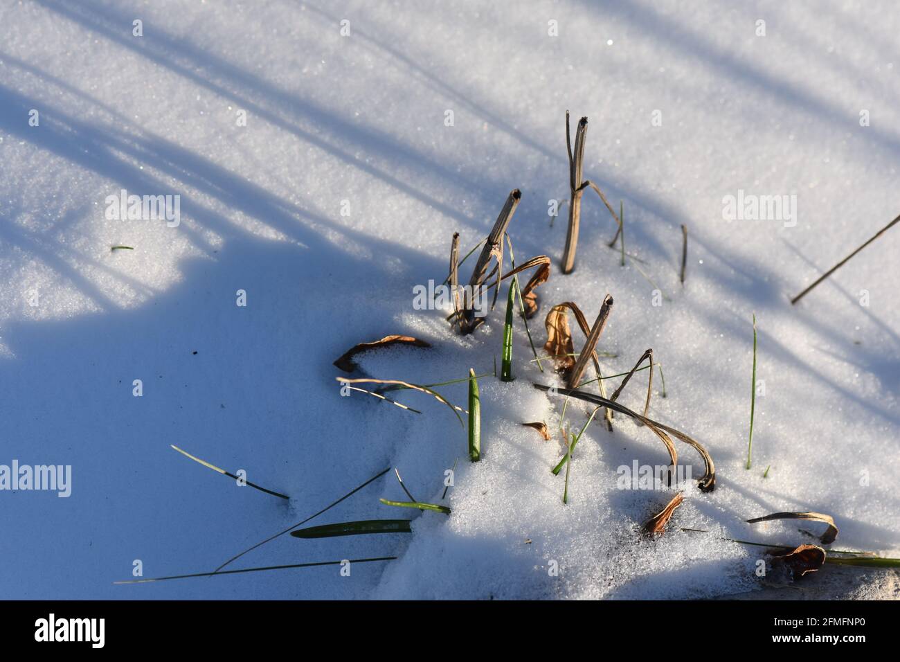 Tree branches close up Stock Photo - Alamy