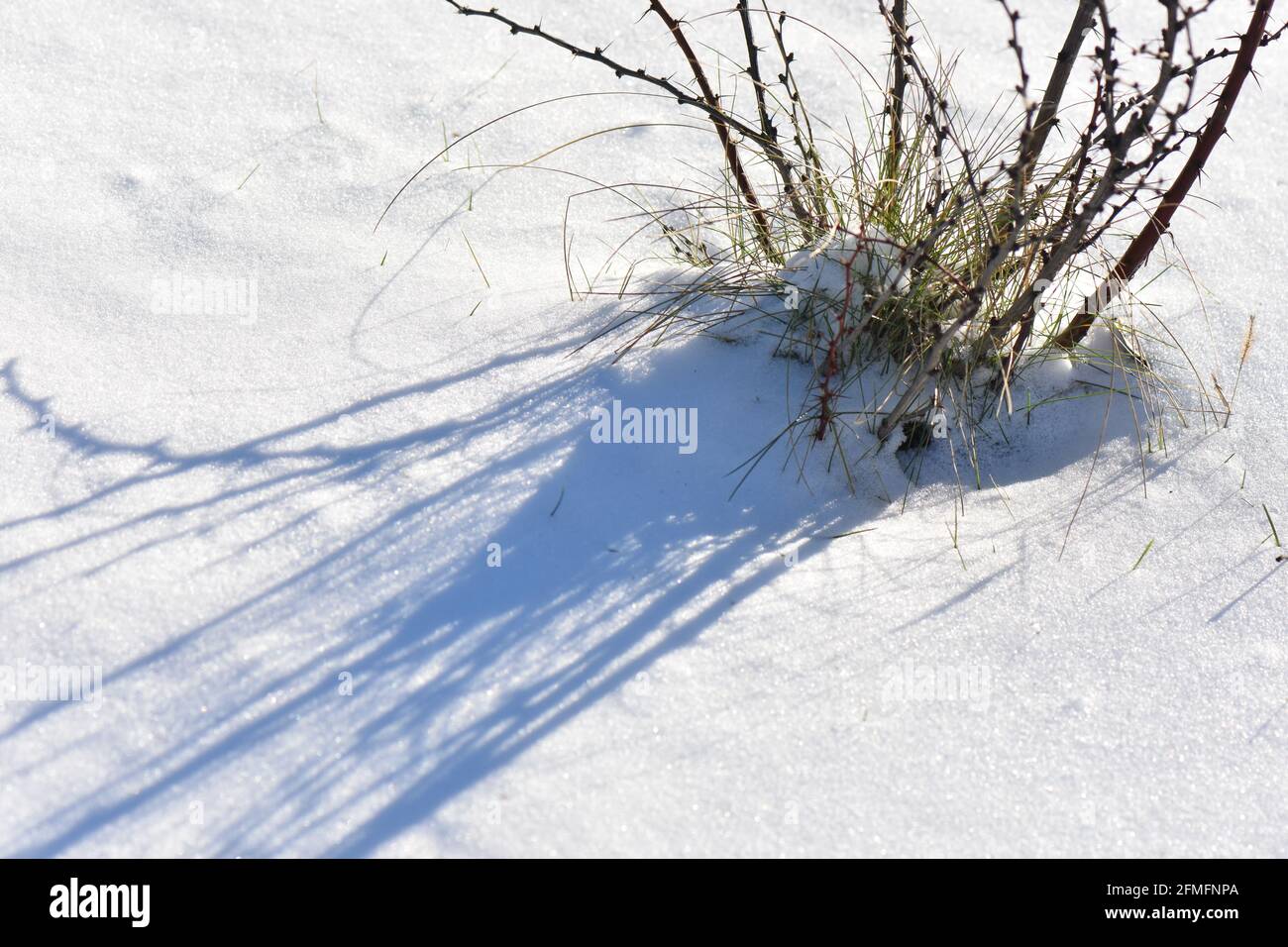 Tree branches close up Stock Photo - Alamy