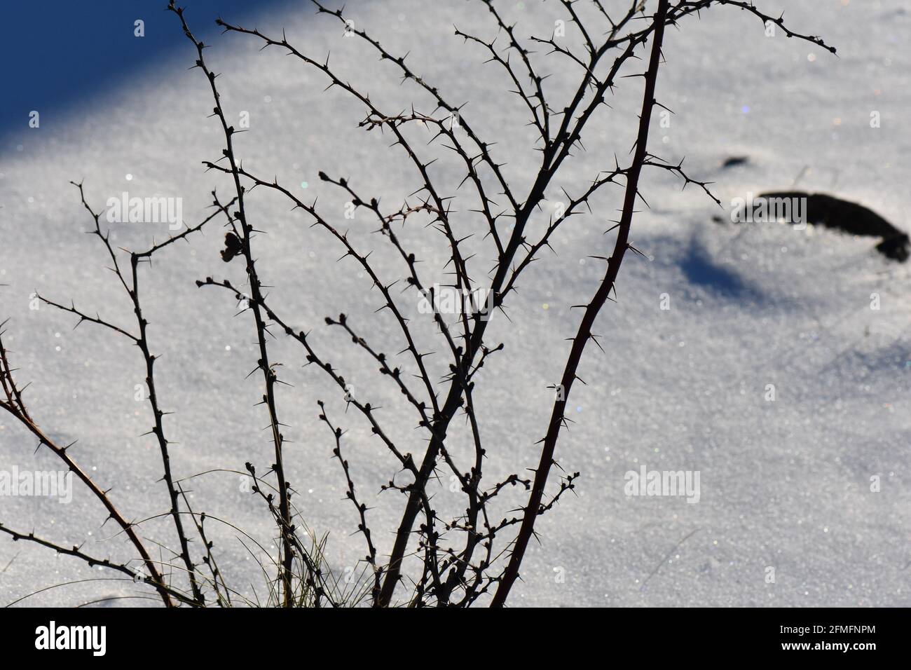 Tree branches close up Stock Photo - Alamy
