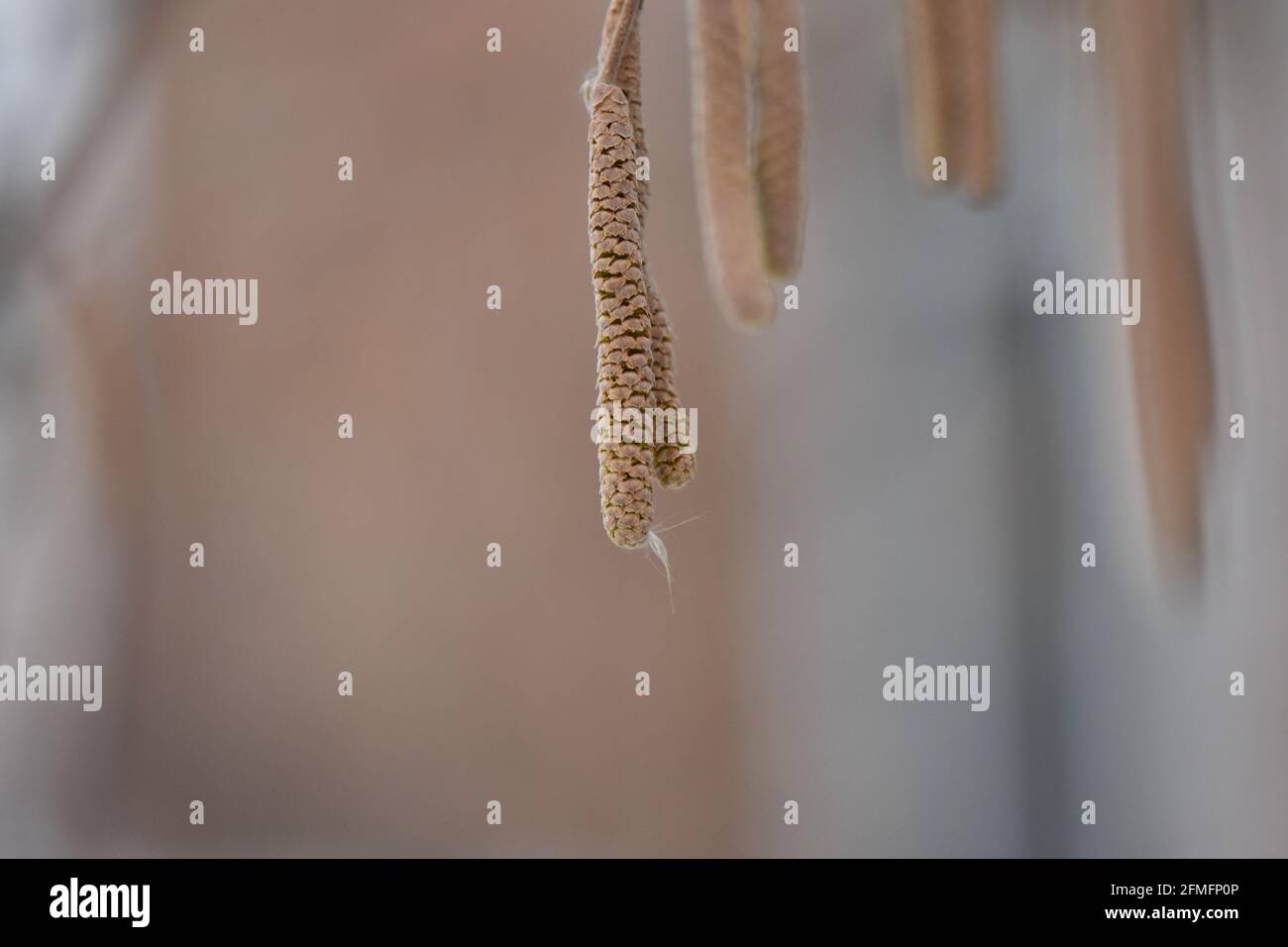 Tree branches close up Stock Photo - Alamy