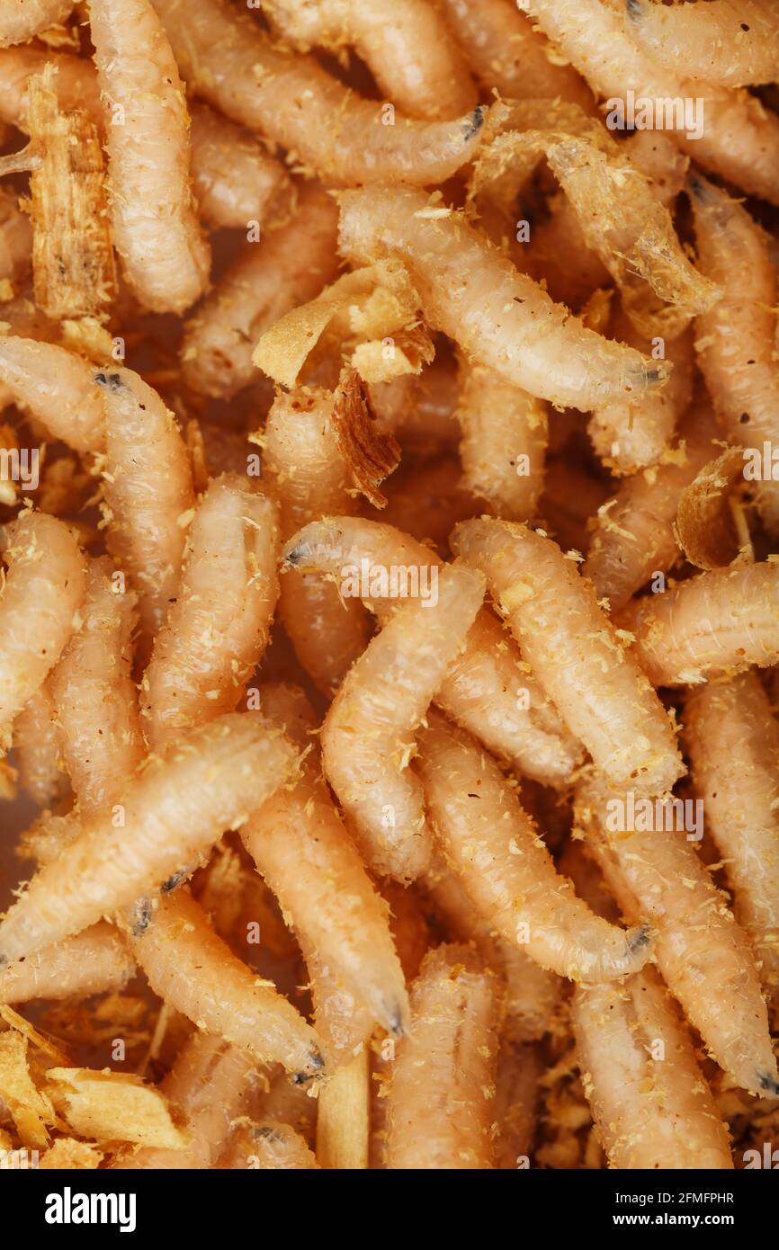 Live fly larvae as bait for catching fish close-up. Full screen, macro ...