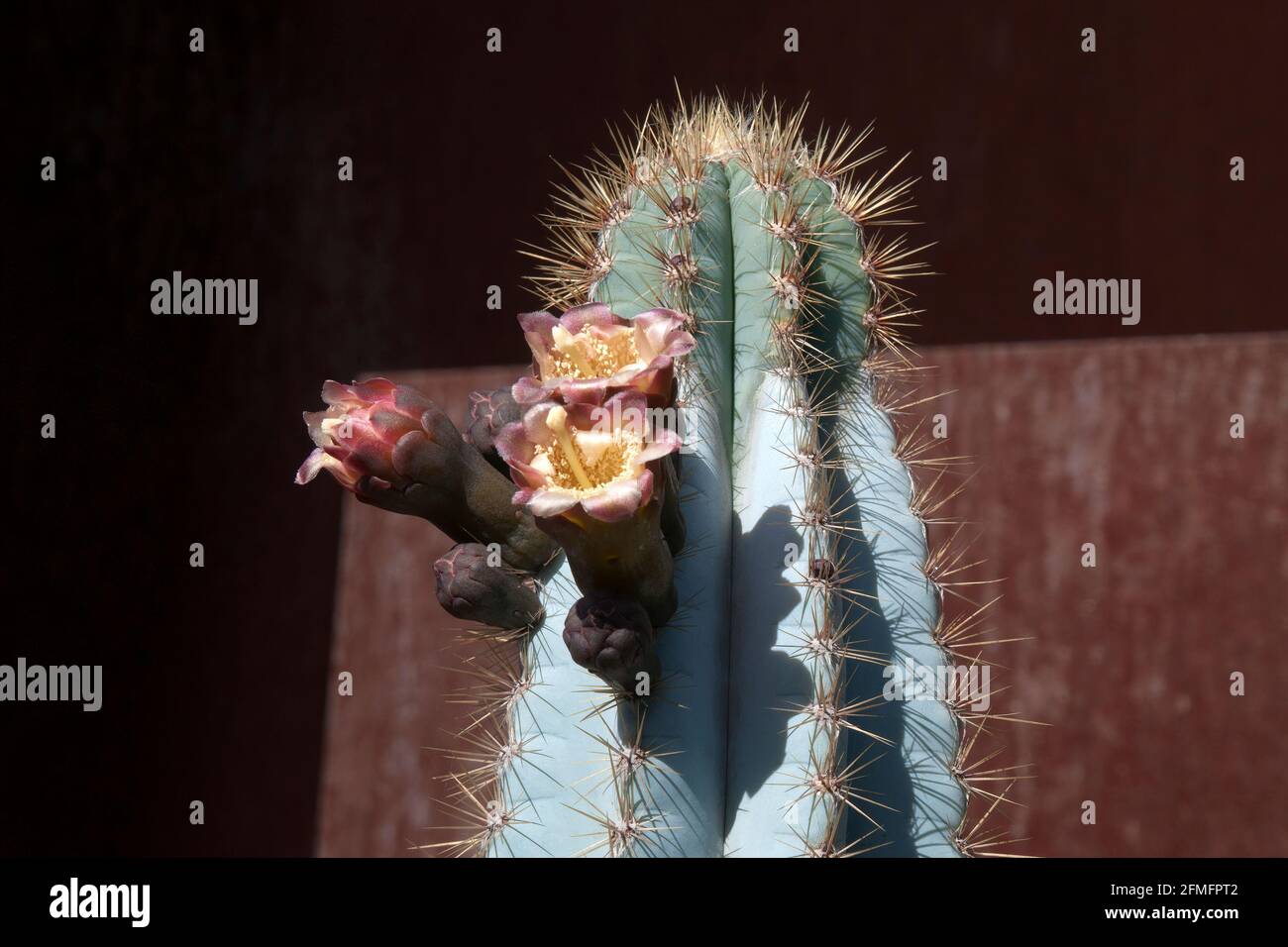 Blue columnar cactus hi-res stock photography and images - Alamy