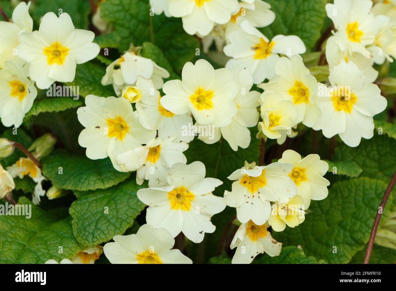 Yellow primroses in a garden during spring Stock Photo - Alamy