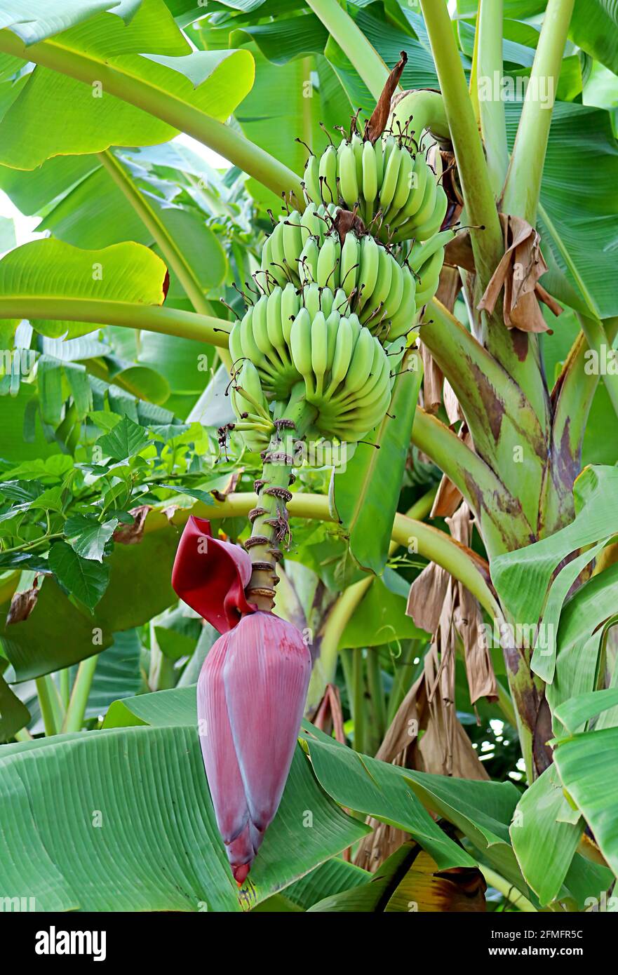 Tropical Banana Tree with Its Fruits and Inflorescence in Thailand ...