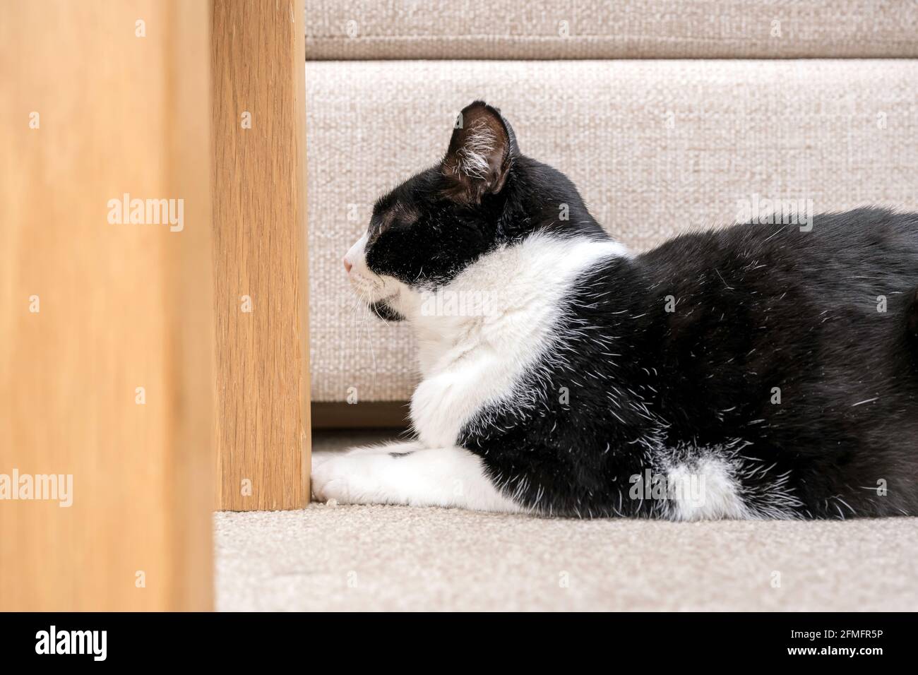 Cat rest on the floor Stock Photo - Alamy