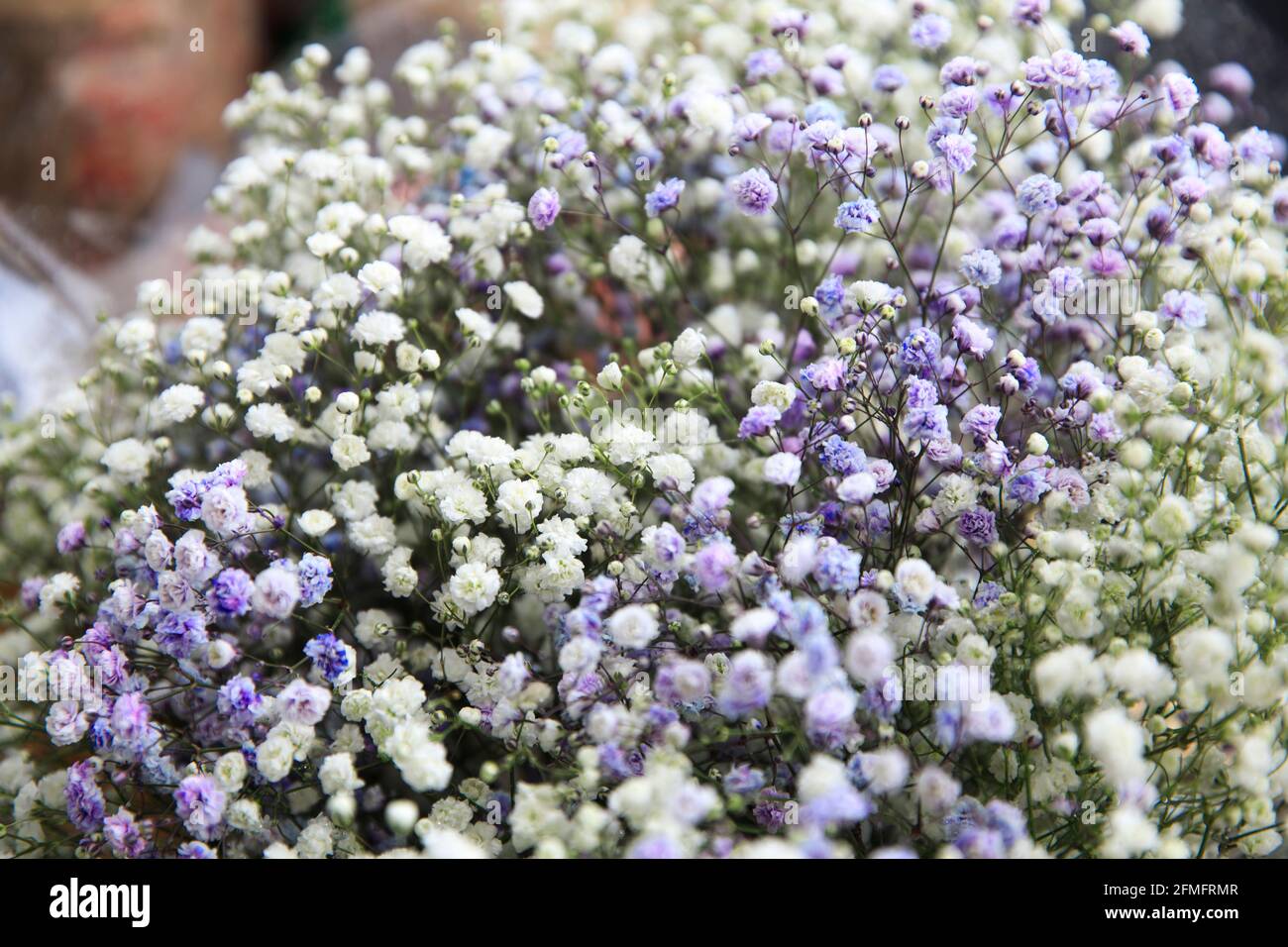 Bouquet of white and purple gypsophila with a large board with defocus ...