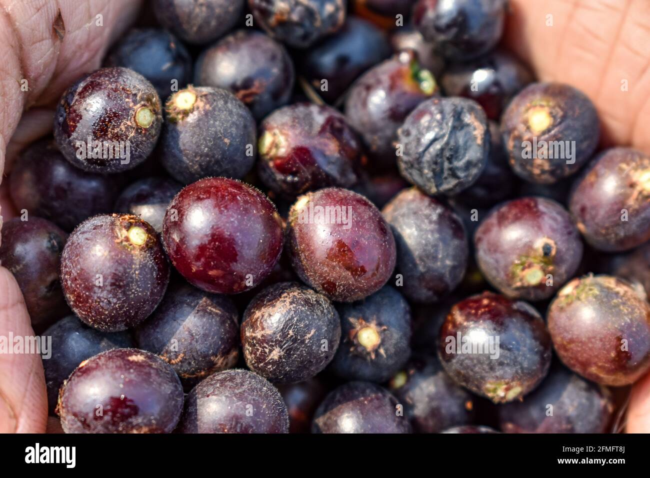 Indian fruit char Raw fruits also know as Buchanania Lanzan close full ...