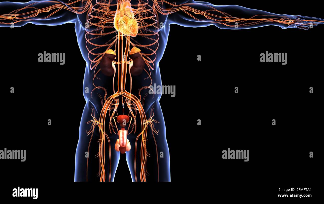human organ system anatomy 3d illustration Stock Photo - Alamy