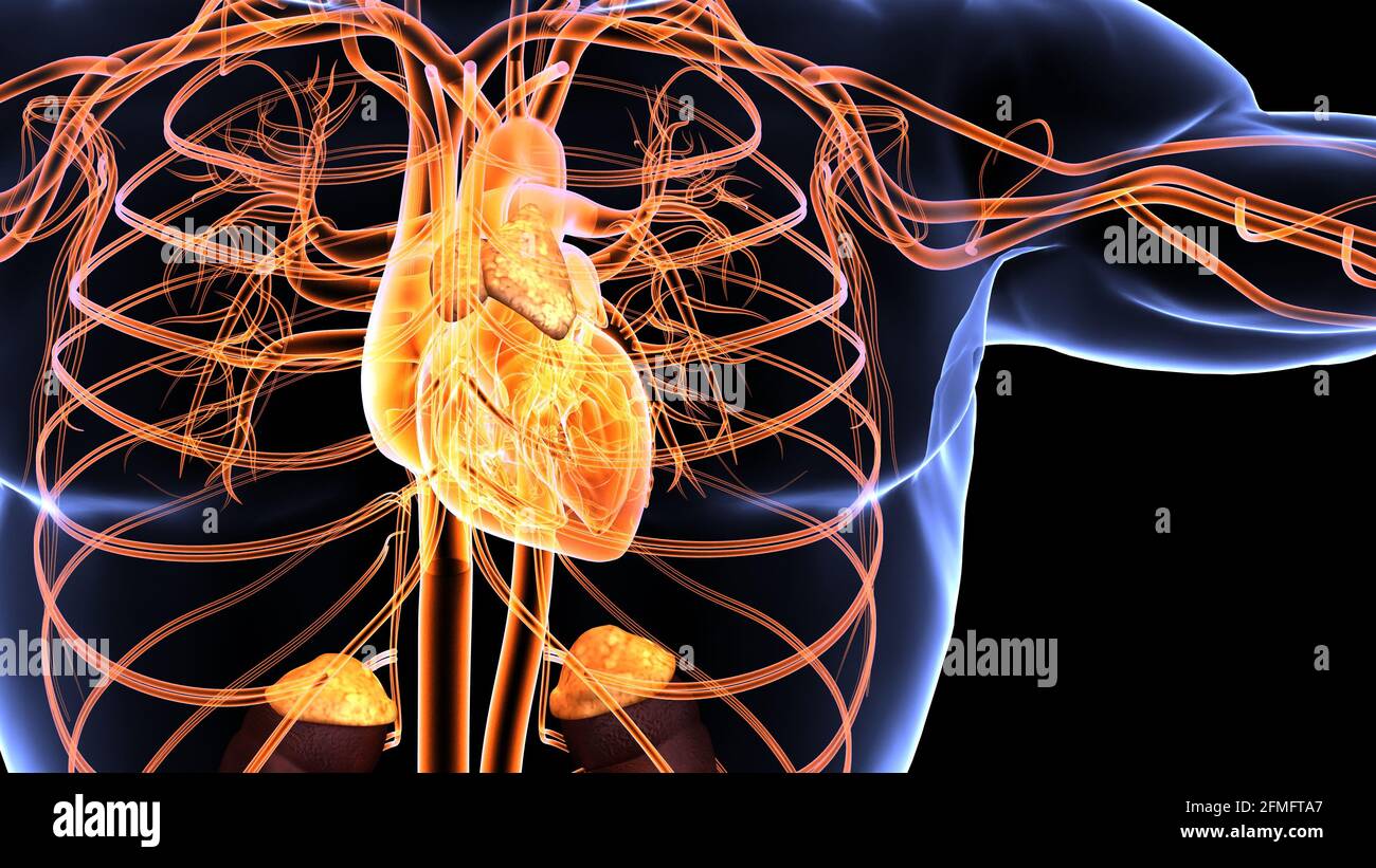 human organ system anatomy 3d illustration Stock Photo - Alamy