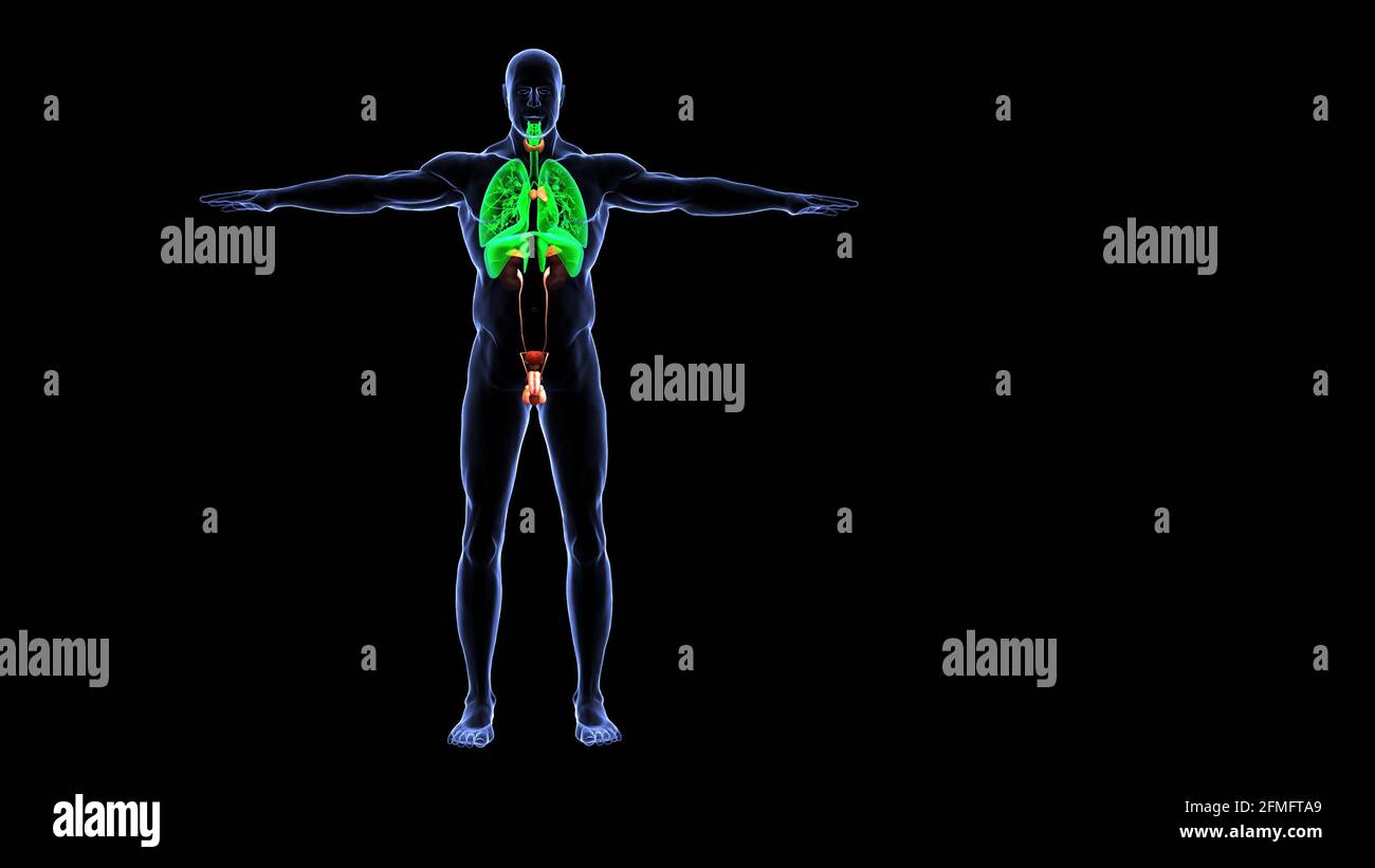 human organ system anatomy 3d illustration Stock Photo - Alamy