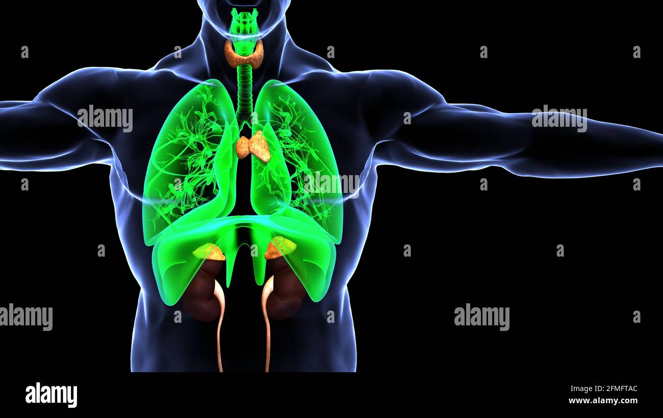 human organ system anatomy 3d illustration Stock Photo - Alamy