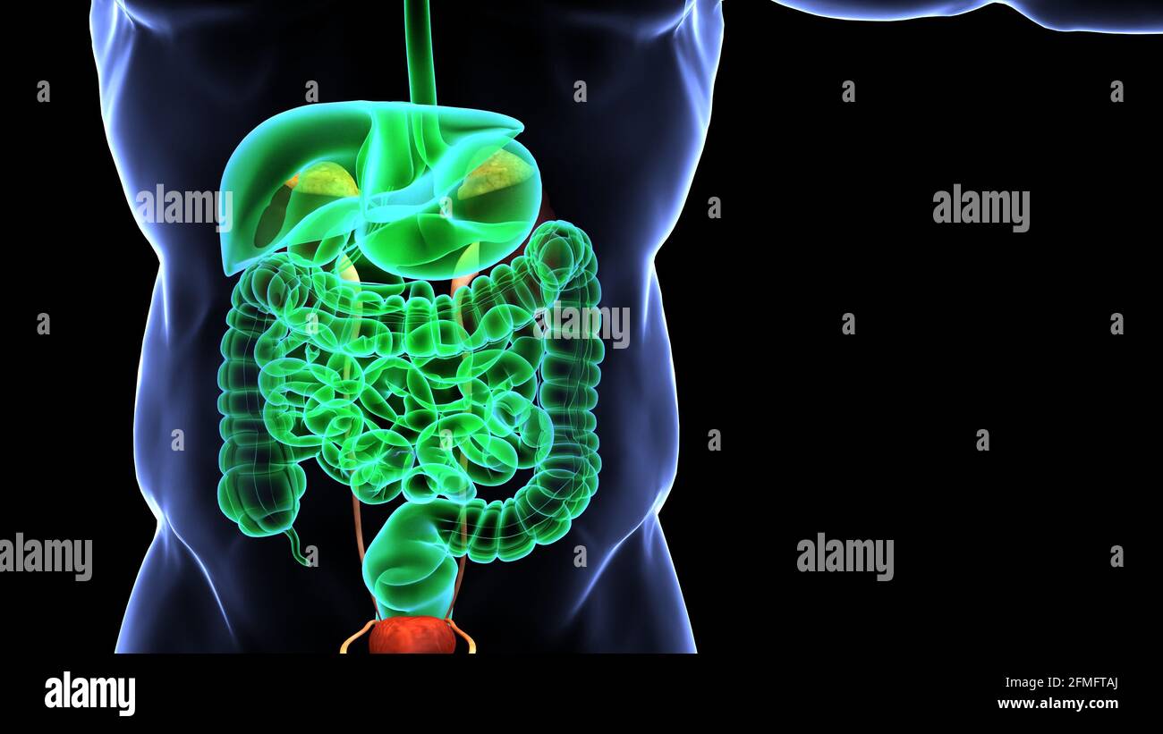 human organ system anatomy 3d illustration Stock Photo - Alamy
