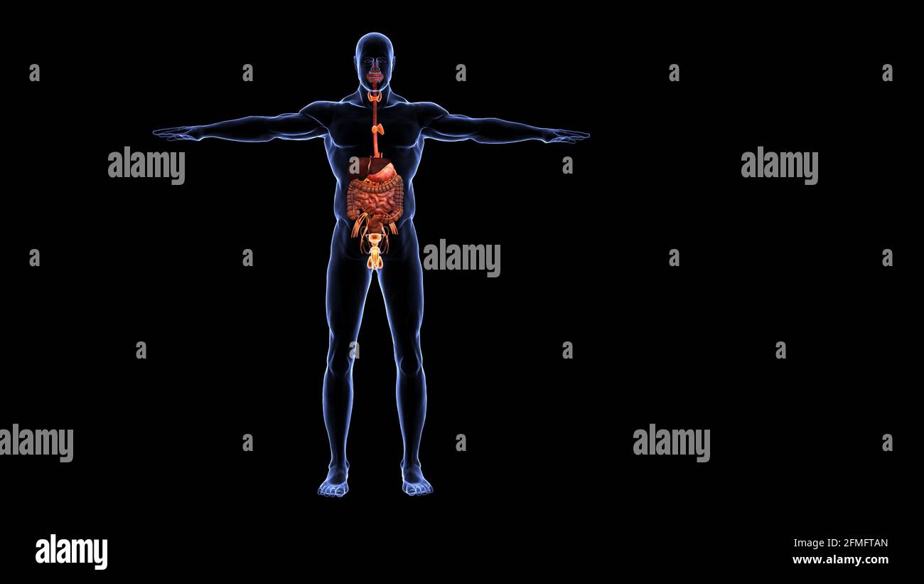 human organ system anatomy 3d illustration Stock Photo - Alamy