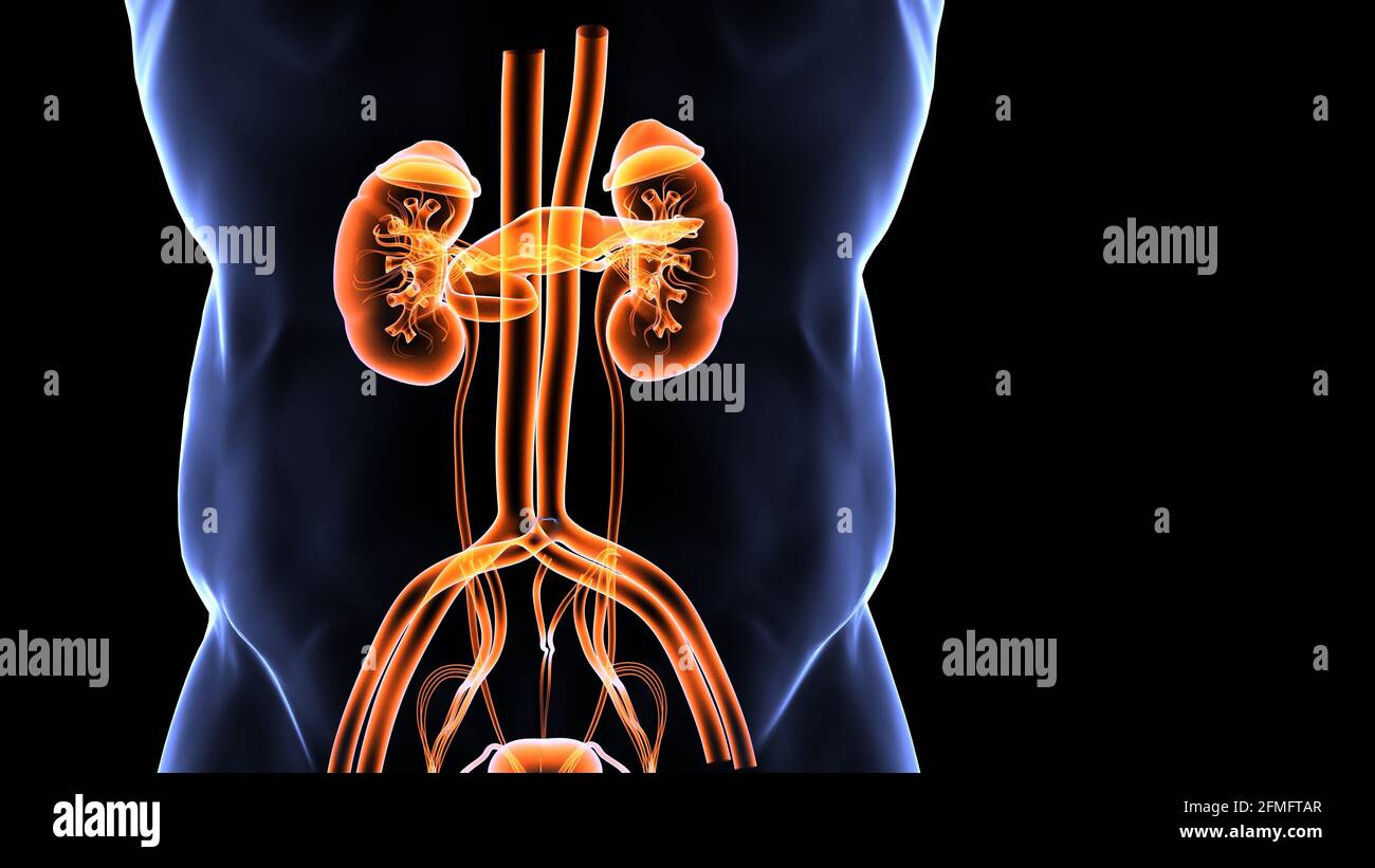 human organ system anatomy 3d illustration Stock Photo - Alamy