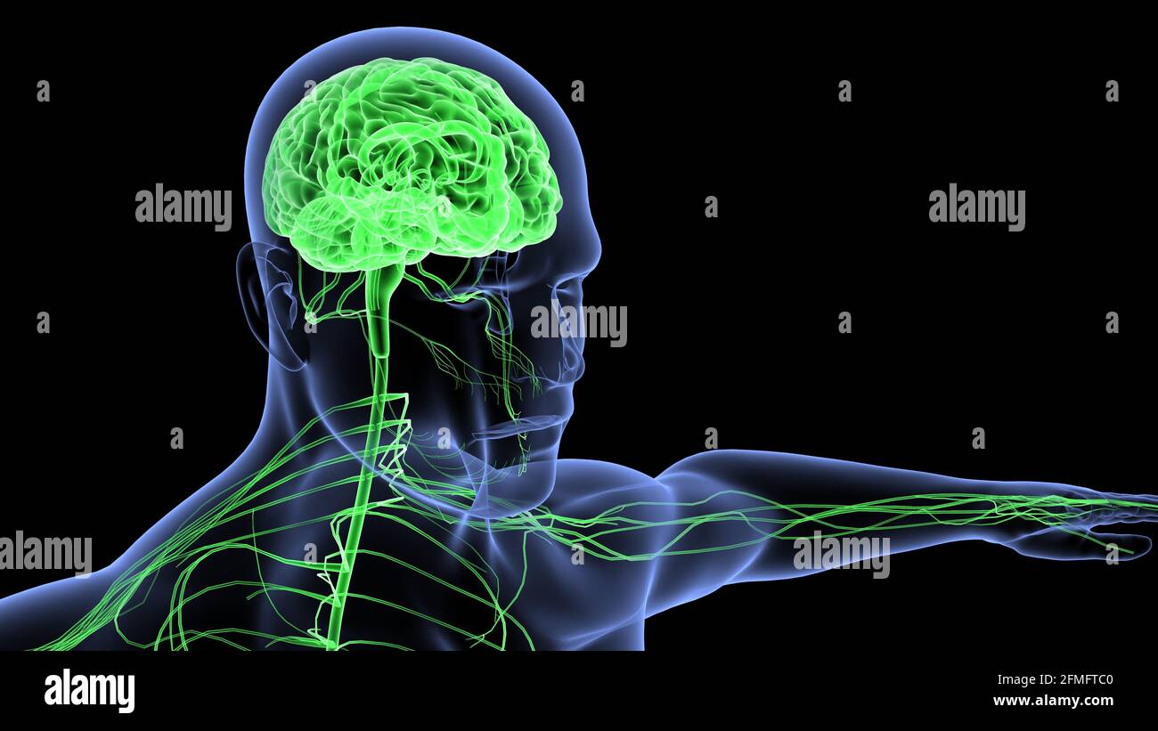 human organ system anatomy 3d illustration Stock Photo - Alamy