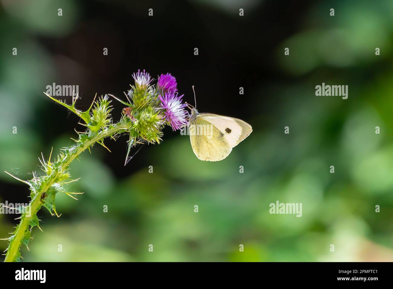Cabbage moth hi-res stock photography and images - Alamy