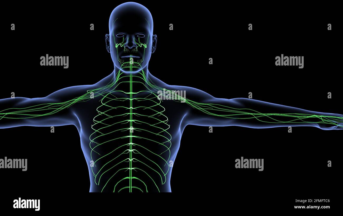 human organ system anatomy 3d illustration Stock Photo - Alamy