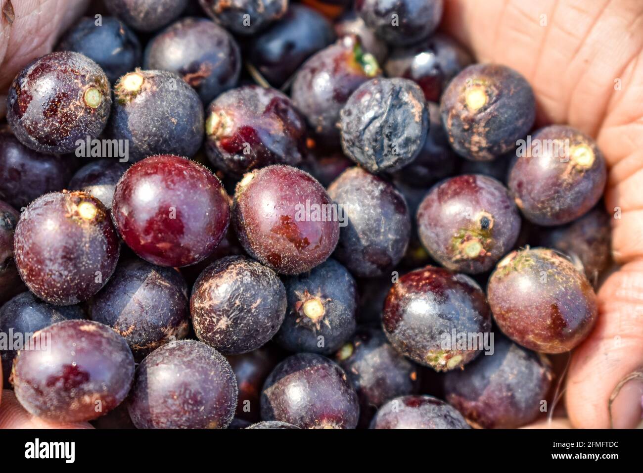 Indian fruit char Raw fruits also know as Buchanania Lanzan close full ...