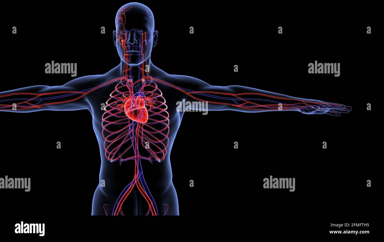 human organ system anatomy 3d illustration Stock Photo - Alamy