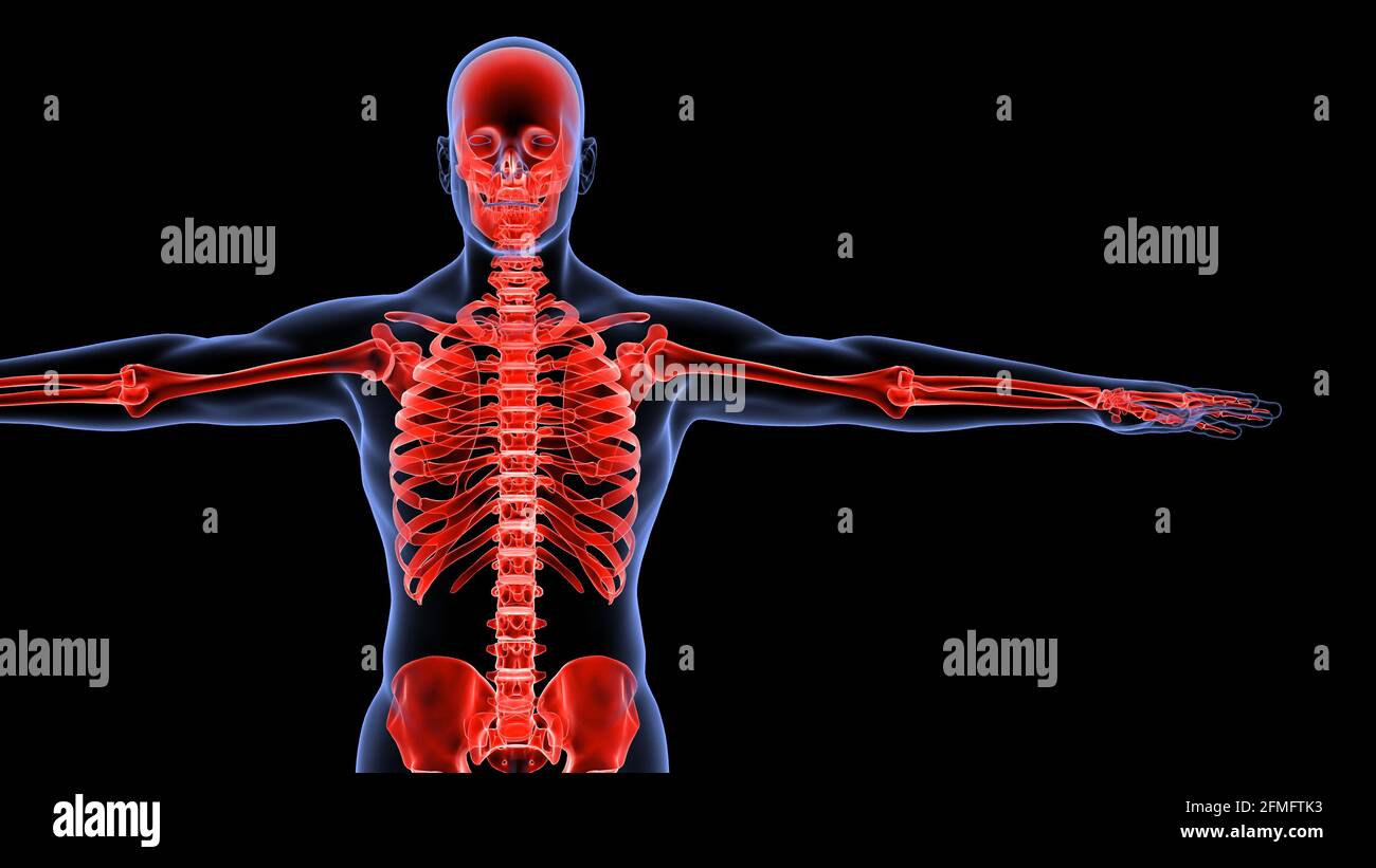 human organ system anatomy 3d illustration Stock Photo - Alamy