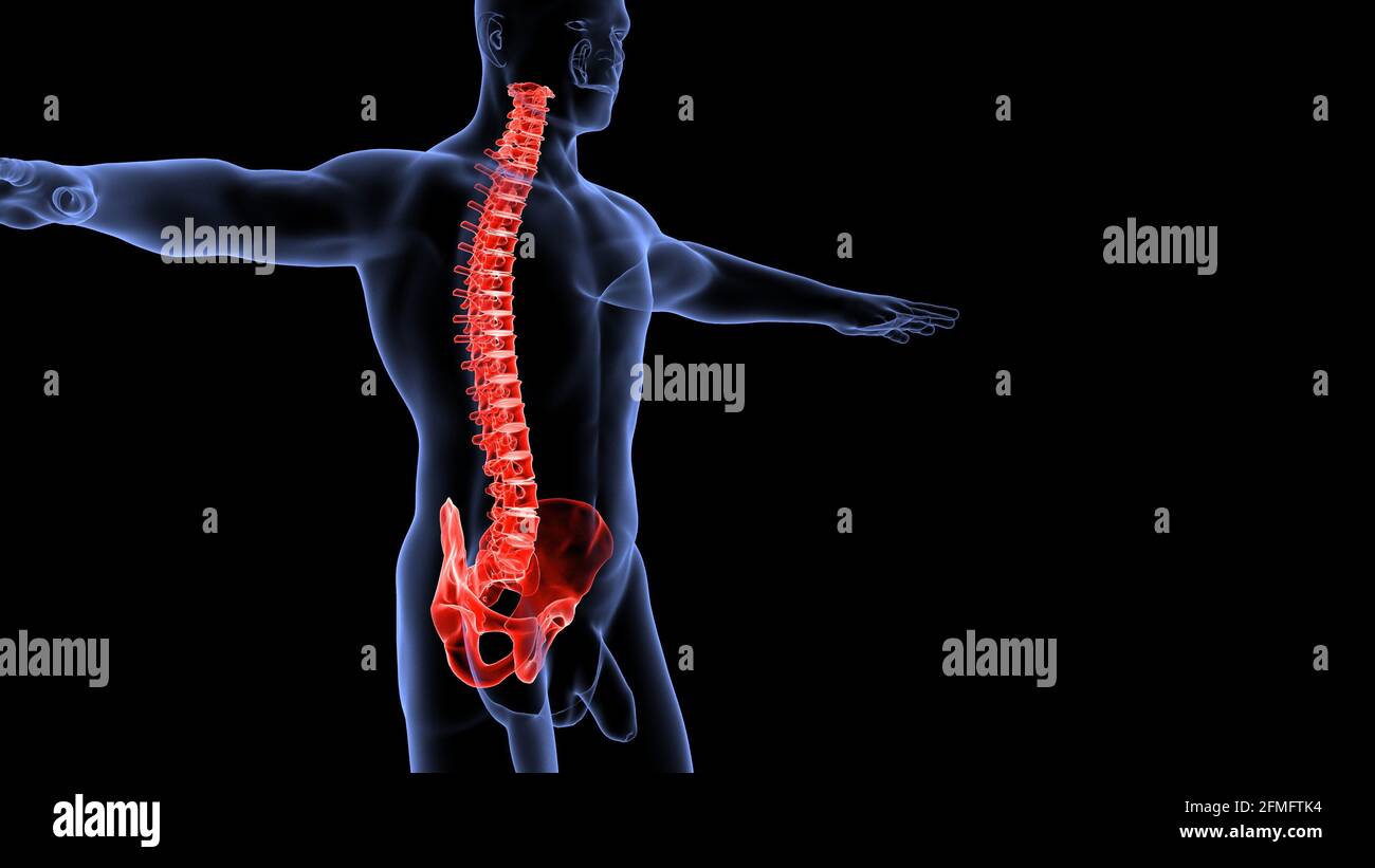 human organ system anatomy 3d illustration Stock Photo - Alamy