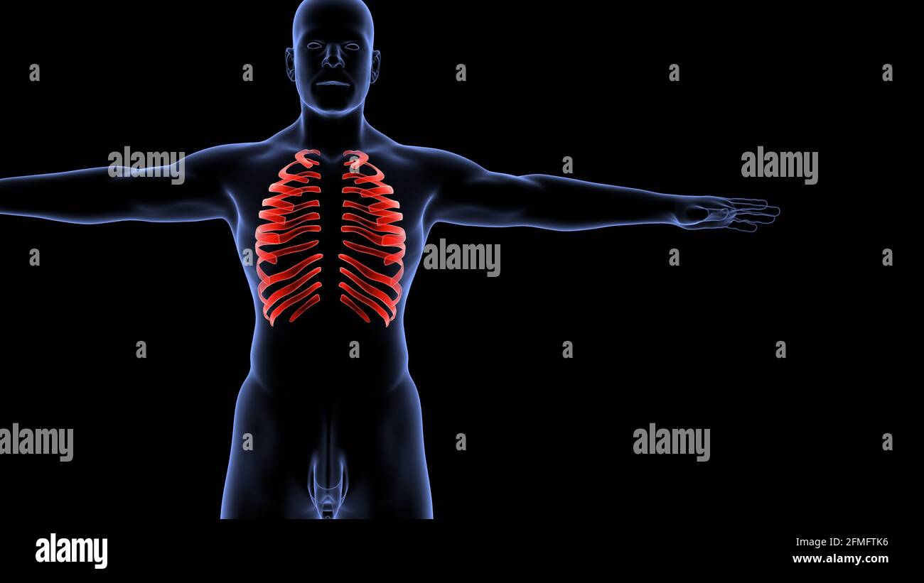 human organ system anatomy 3d illustration Stock Photo - Alamy