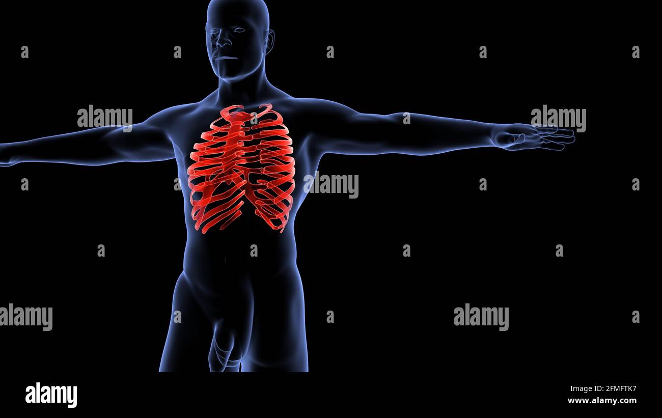 human organ system anatomy 3d illustration Stock Photo - Alamy