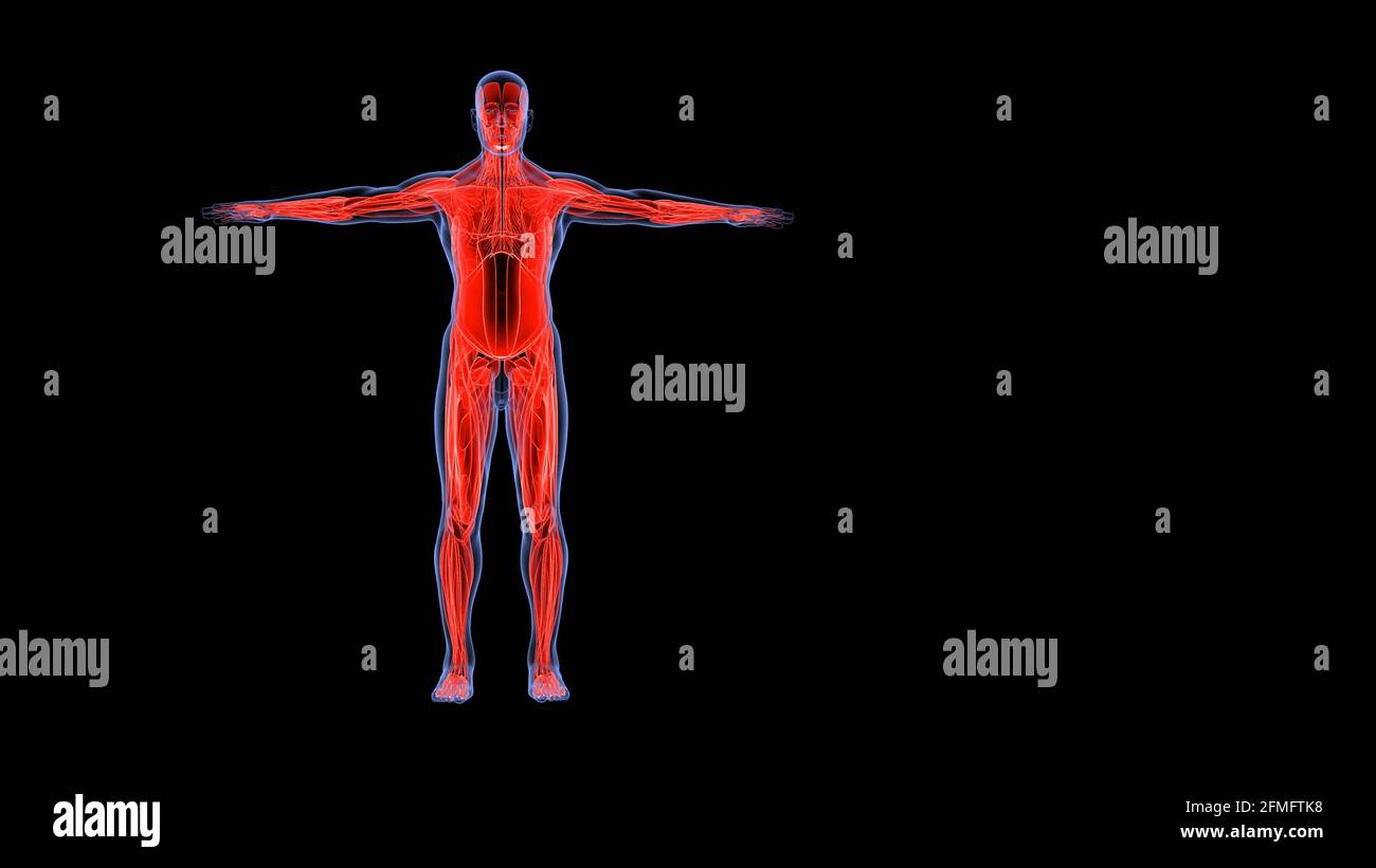 human organ system anatomy 3d illustration Stock Photo - Alamy