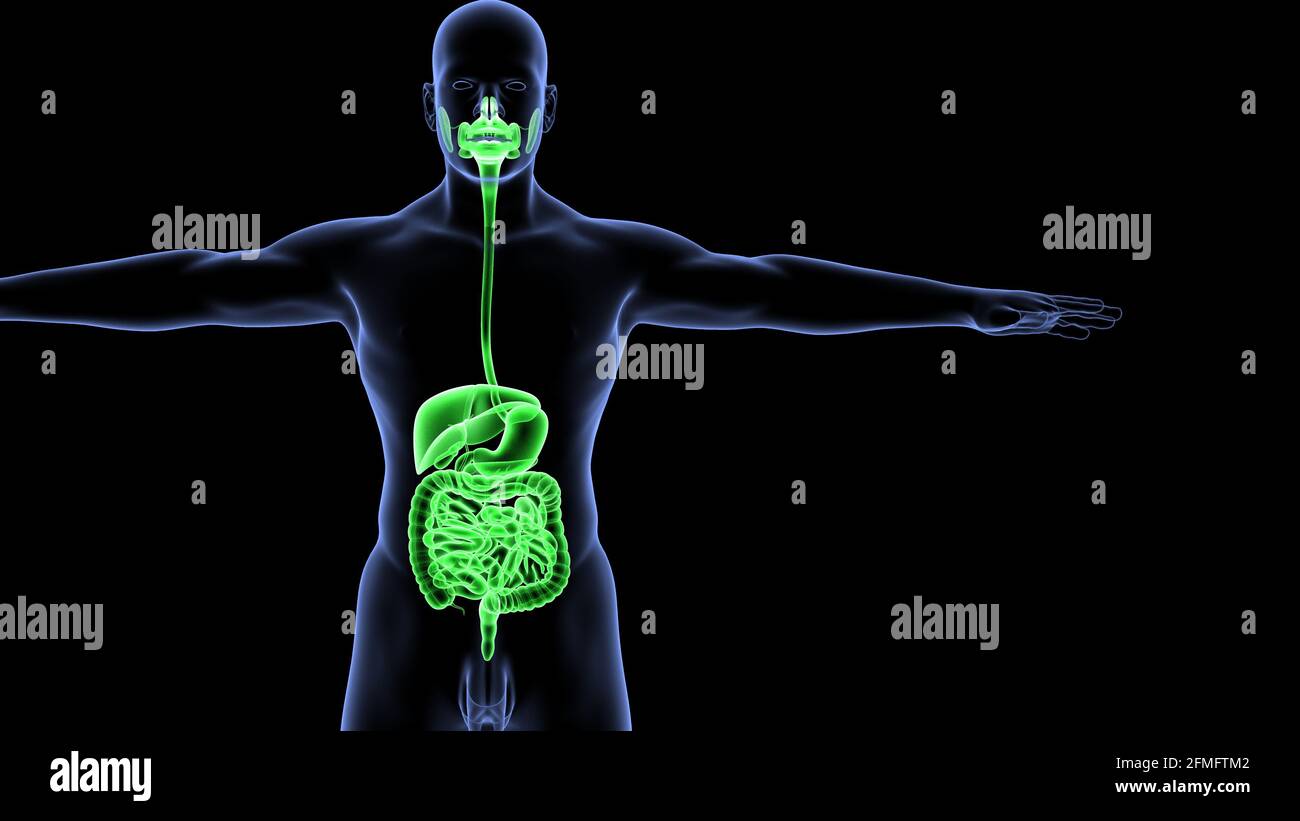 human organ system anatomy 3d illustration Stock Photo - Alamy