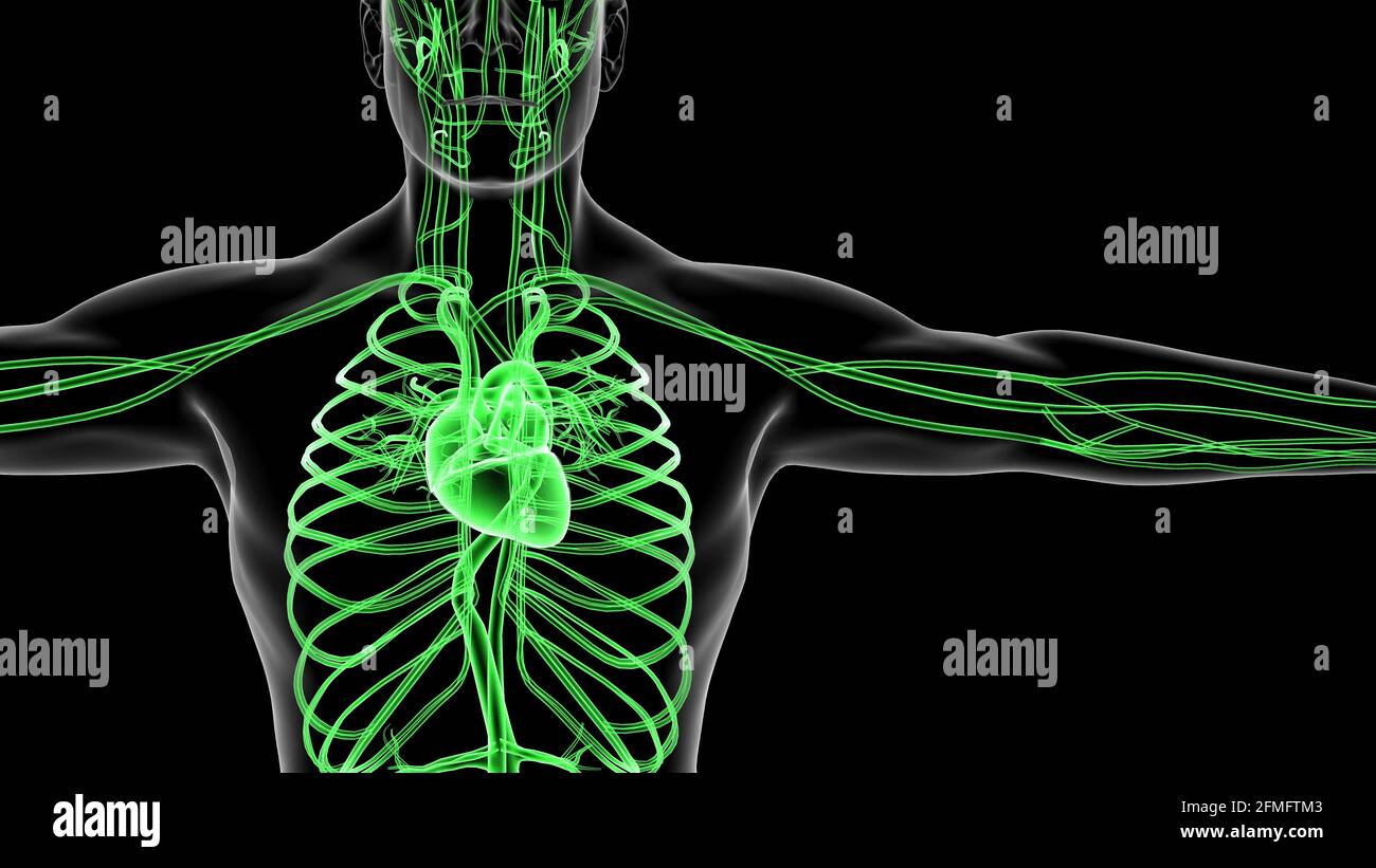 human organ system anatomy 3d illustration Stock Photo - Alamy