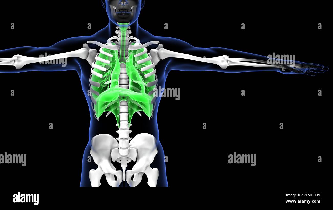 human organ system anatomy 3d illustration Stock Photo - Alamy