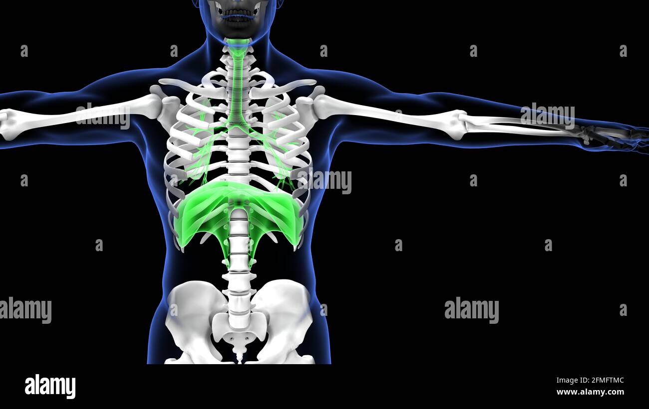 human organ system anatomy 3d illustration Stock Photo - Alamy