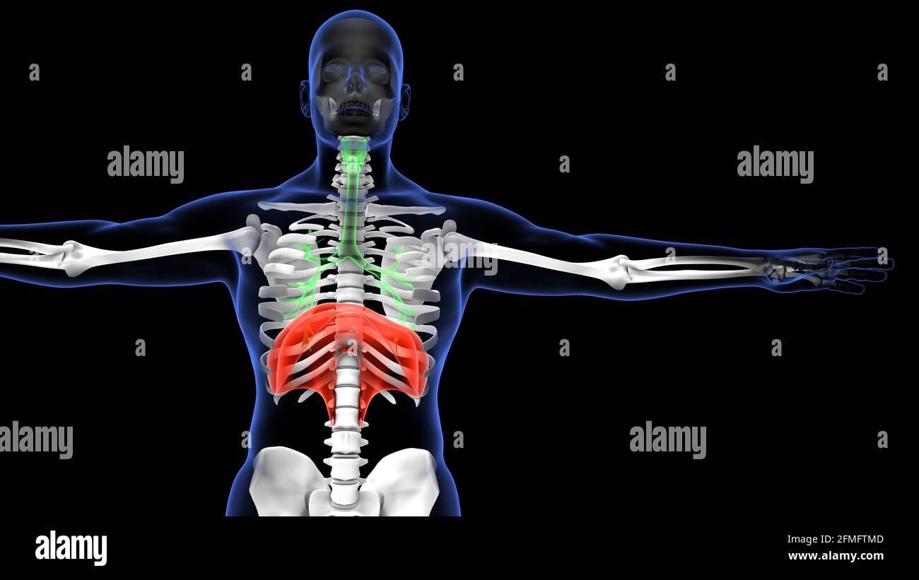 human organ system anatomy 3d illustration Stock Photo - Alamy
