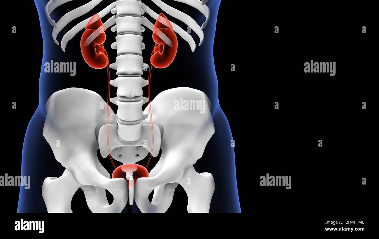 human organ system anatomy 3d illustration Stock Photo - Alamy