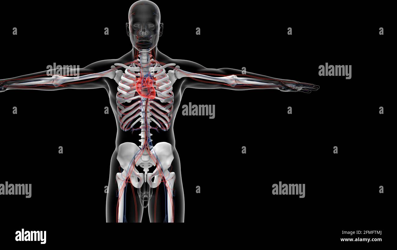 human organ system anatomy 3d illustration Stock Photo - Alamy