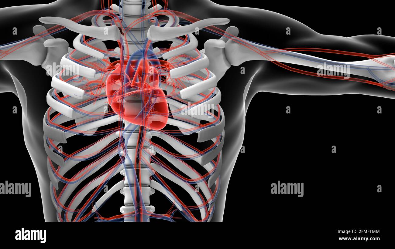 human organ system anatomy 3d illustration Stock Photo - Alamy