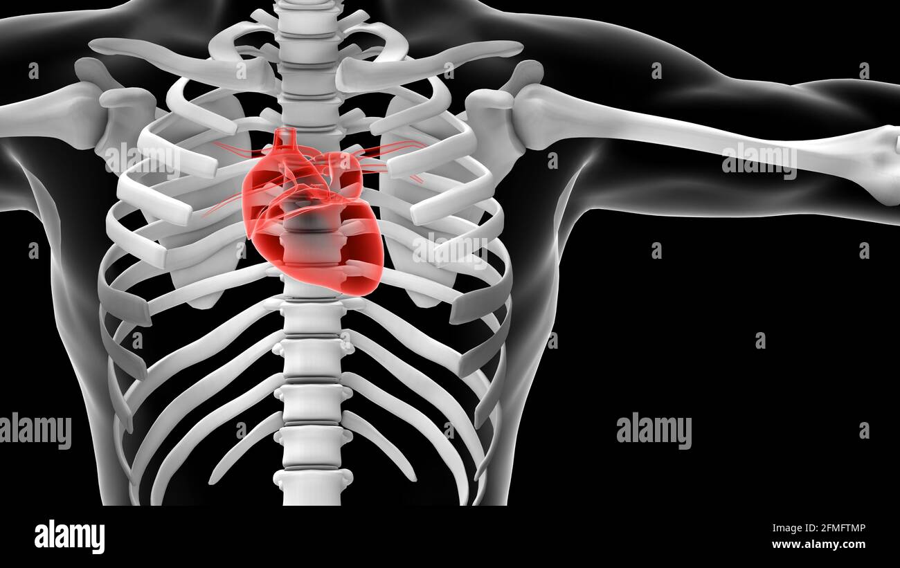 human organ system anatomy 3d illustration Stock Photo - Alamy