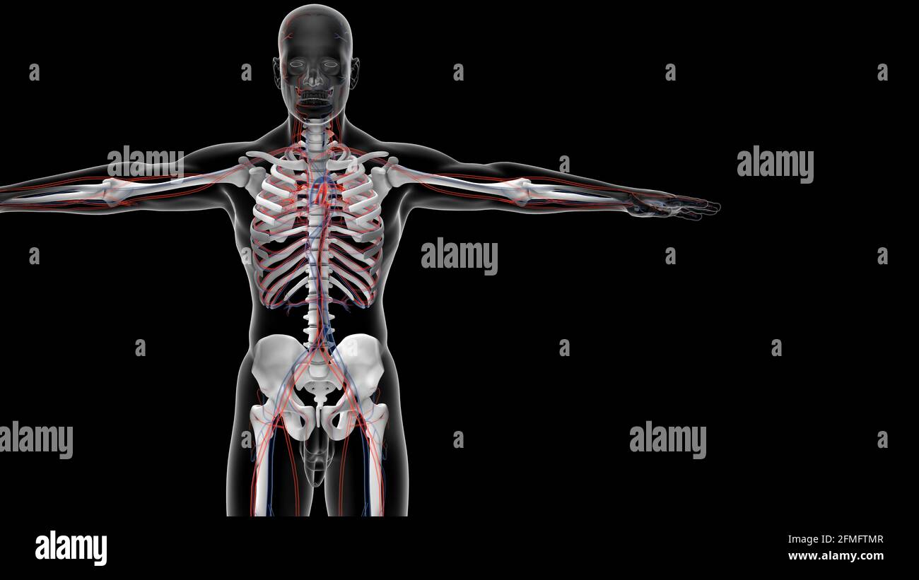 human organ system anatomy 3d illustration Stock Photo - Alamy