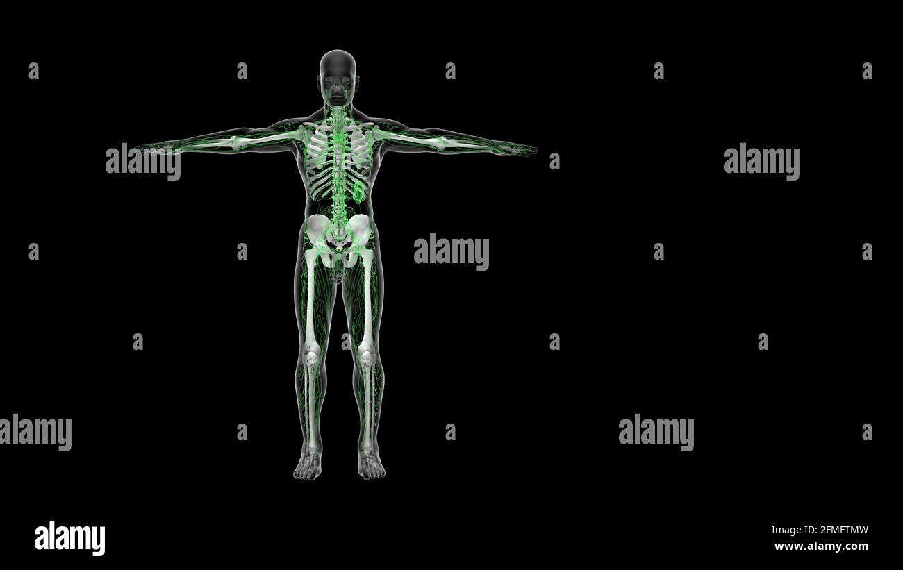 human organ system anatomy 3d illustration Stock Photo - Alamy