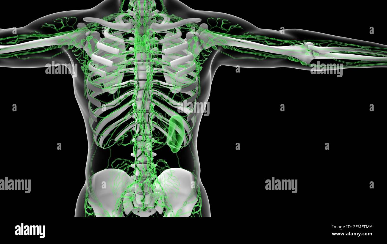human organ system anatomy 3d illustration Stock Photo - Alamy
