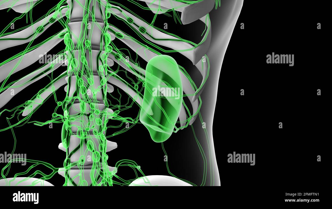 human organ system anatomy 3d illustration Stock Photo - Alamy
